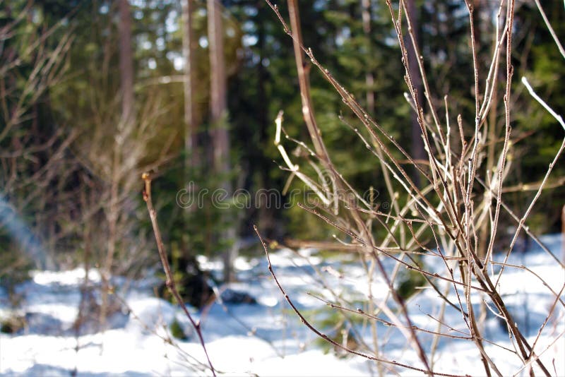 Melting into spring stock image. Image of melting, spring - 141231241