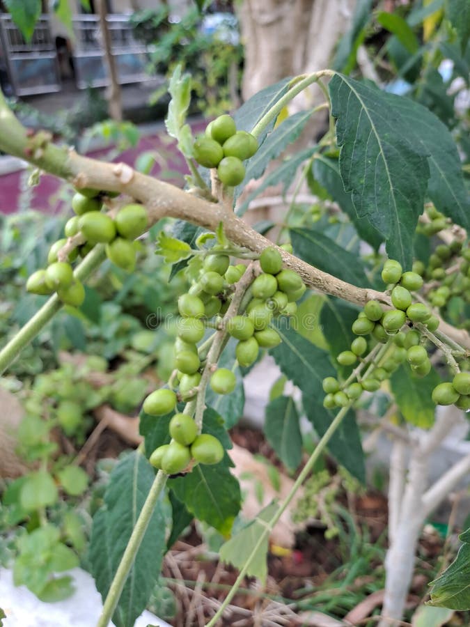 Melur Fruit Stock Photos - Free & Royalty-Free Stock Photos from Dreamstime