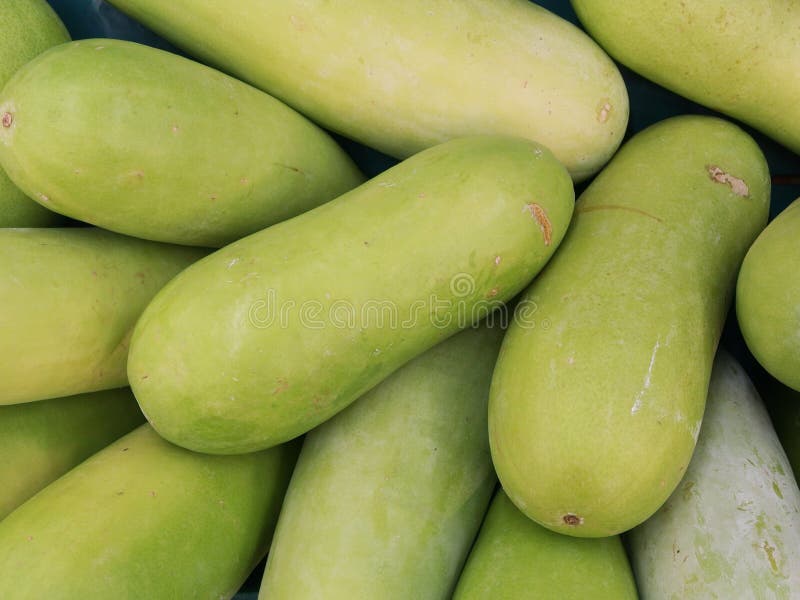 Green hatching stock photo. Image of leaf, gourd, natural - 100592044