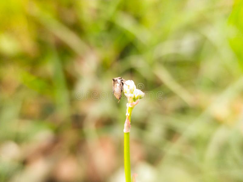 Membracidae Insect on Leaf in Indian Village Garden Image ...
