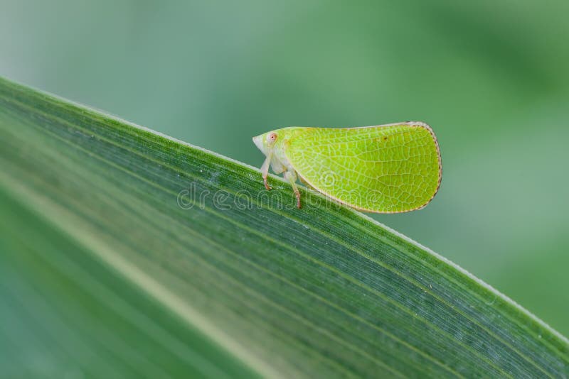 Membracidae stock photo. Image of wildlife, zoology, green - 43182694