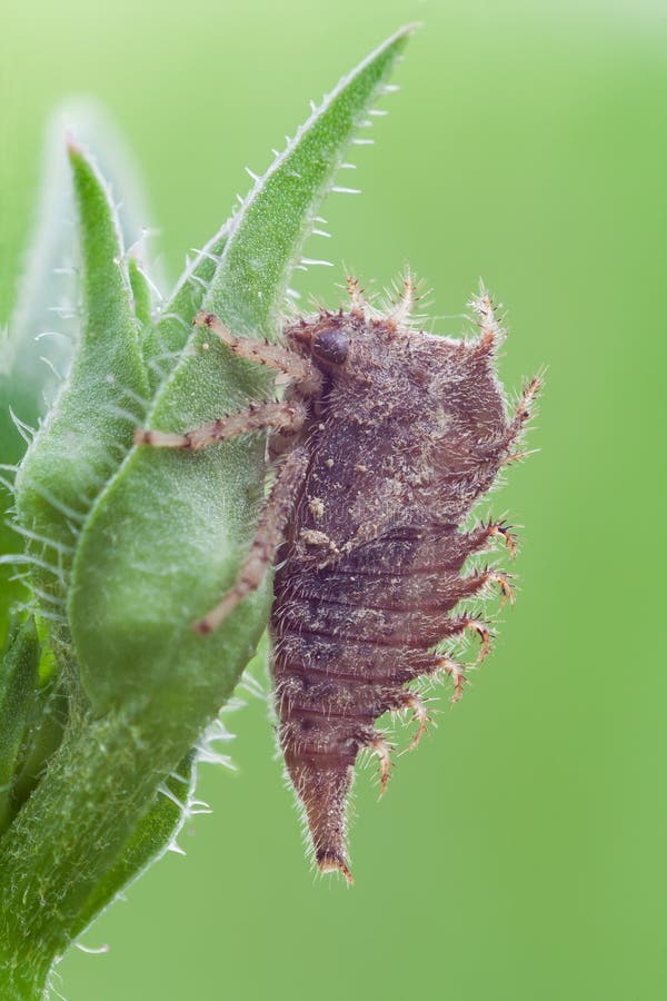 Membracidae stock photo. Image of biology, treehopper - 58313730