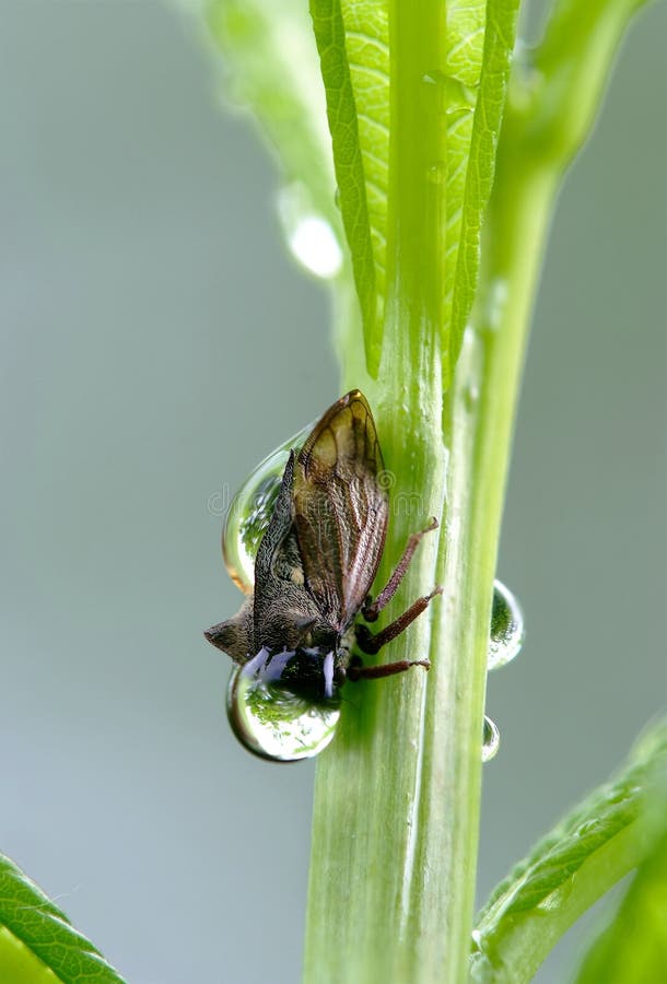 (Membracidae) treehopper stock image. Image of flora - 14989933