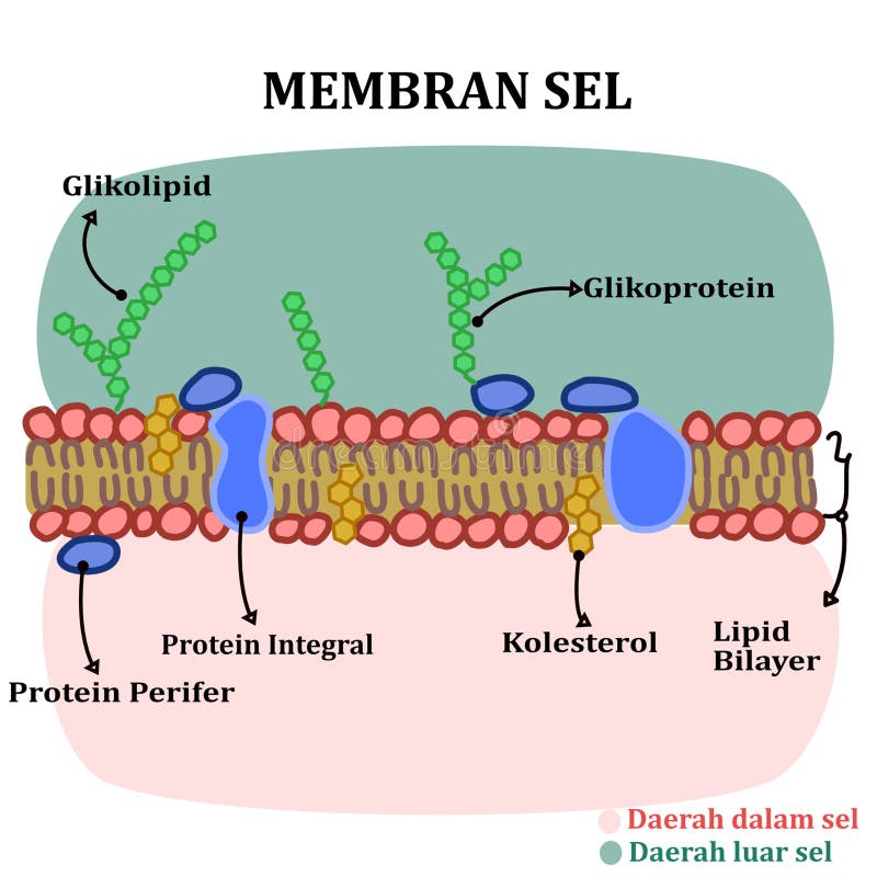 Deskripsi Bagian Stock Illustrations – 1 Deskripsi Bagian Stock ...