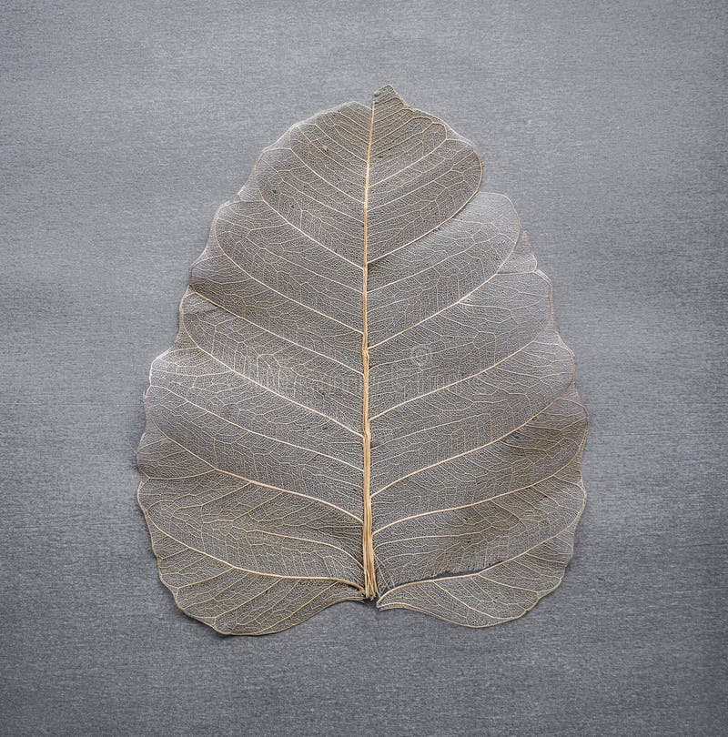 Membrana da folha do Tilia imagem de stock. Imagem de membrana - 43899401