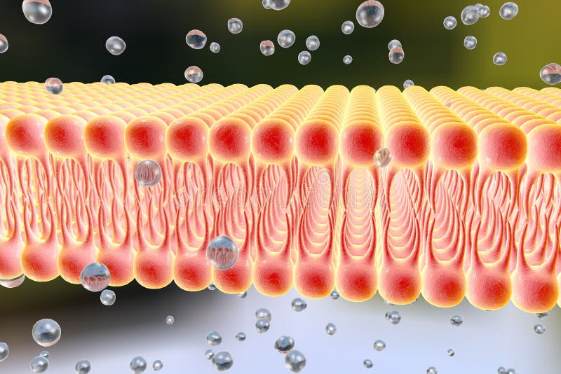 Membrane Cellulaire Avec La Diffusion Des Molécules Illustration Stock ...