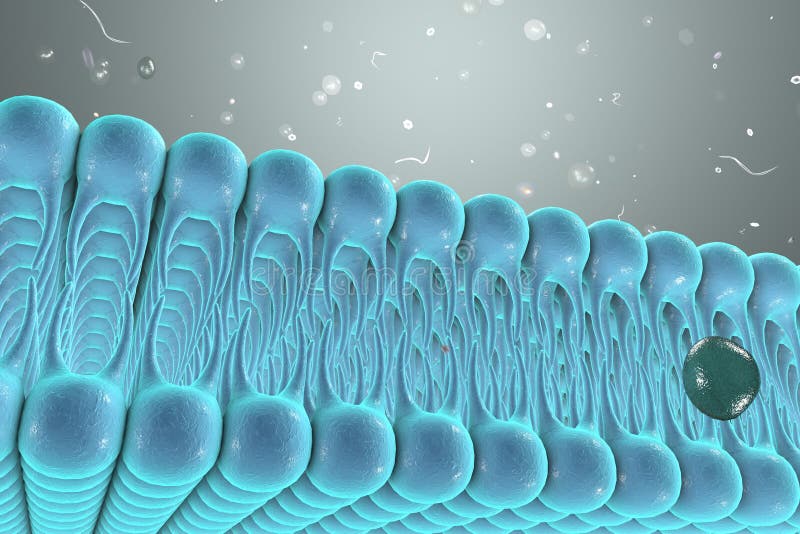 Membrane Cellulaire Avec La Diffusion Des Molécules Illustration Stock ...