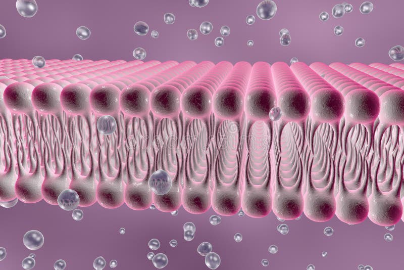 Membrane Cellulaire Avec La Diffusion Des Molécules Illustration Stock ...