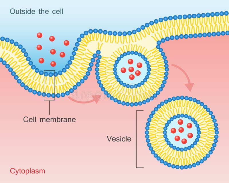 Membrane Cellulaire De Transport De Vésicule D'Endocytosis Illustration ...