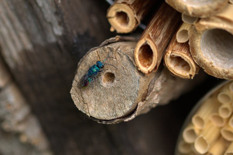 Membrane Winged Insect, Wood, Insect, Metal Picture. Image: 129291511