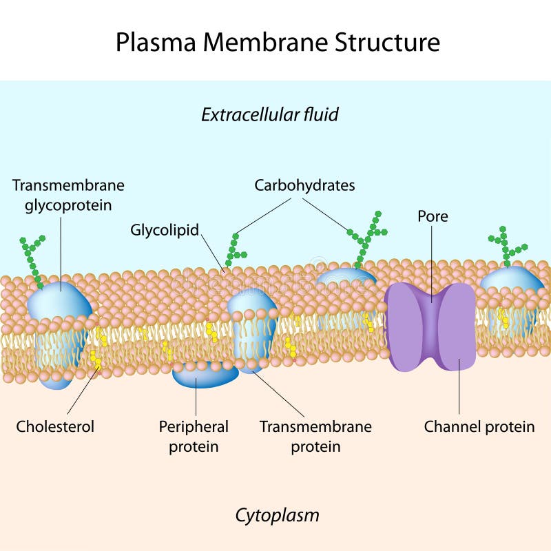 Cellmembran vektor illustrationer. Illustration av cytoplasma - 98137872