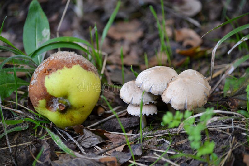 Membrillo Podrido Y Setas Praderas Imagen de archivo - Imagen de prado ...
