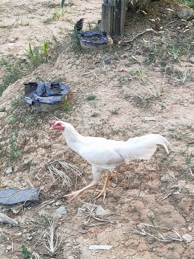 Meme De Pollo Blanco Divertido Foto de archivo - Imagen de hombre ...