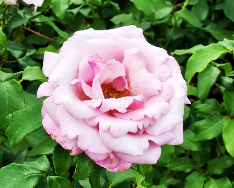 Memorial Day Rose stock image. Image of beautiful, romantic - 346400439