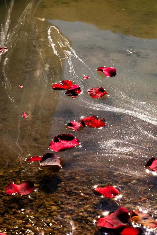 Rose Petals and Ashes on Murky Water Stock Image - Image of memorial ...