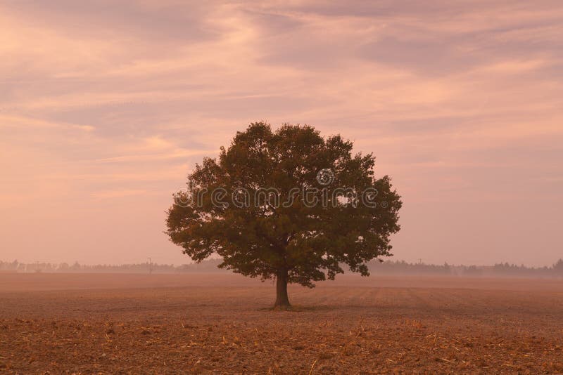 Memorial Tree on a Empty Field Stock Image - Image of cloud, mist: 51376965