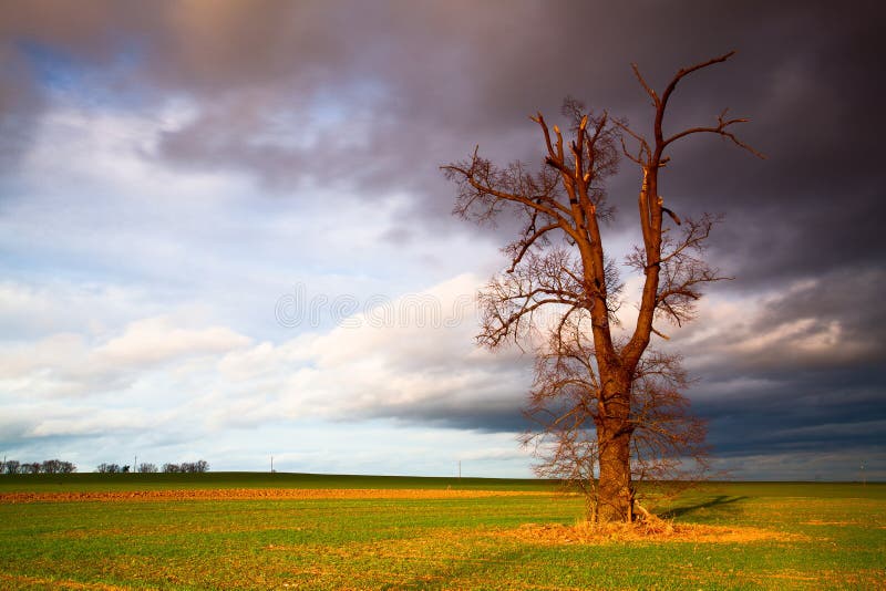 Memorial Tree on the Empty Field before Heavy Storm Stock Image - Image ...