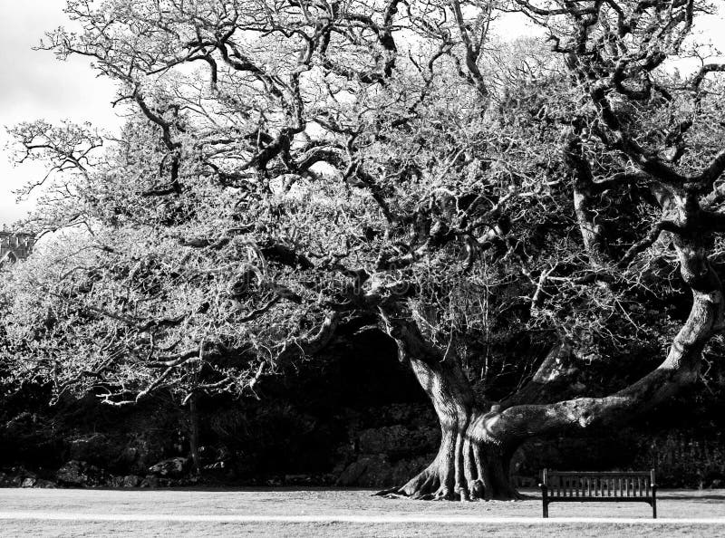 Old tree stock image. Image of tree, peacefull, memories - 105338987