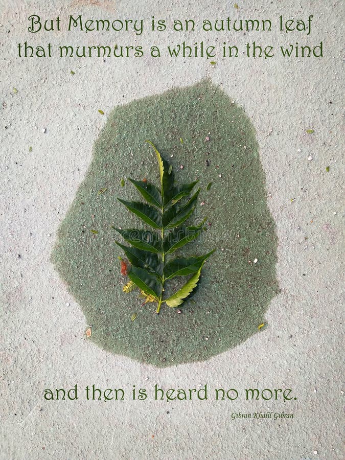 Memory is an Autumn Leaf stock photo. Image of outdoor - 206604238