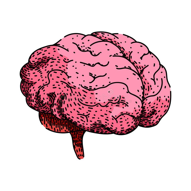 Sketch Hand Drawn Brain Stock Illustrations – 4,920 Sketch Hand Drawn ...
