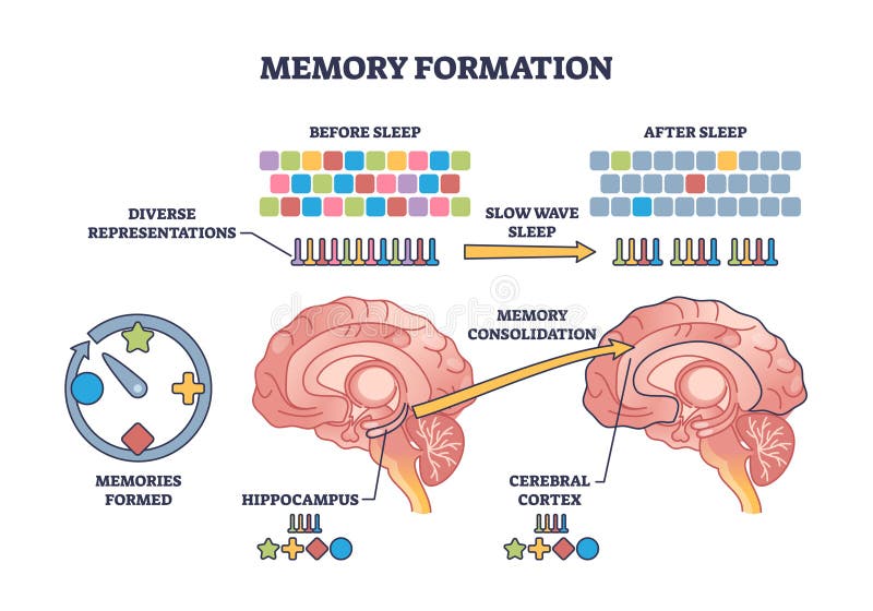 Memory Formation and Effective Processing after Night Sleep Outline ... Memory Formation and Effective Processing after Night Sleep Outline ...
