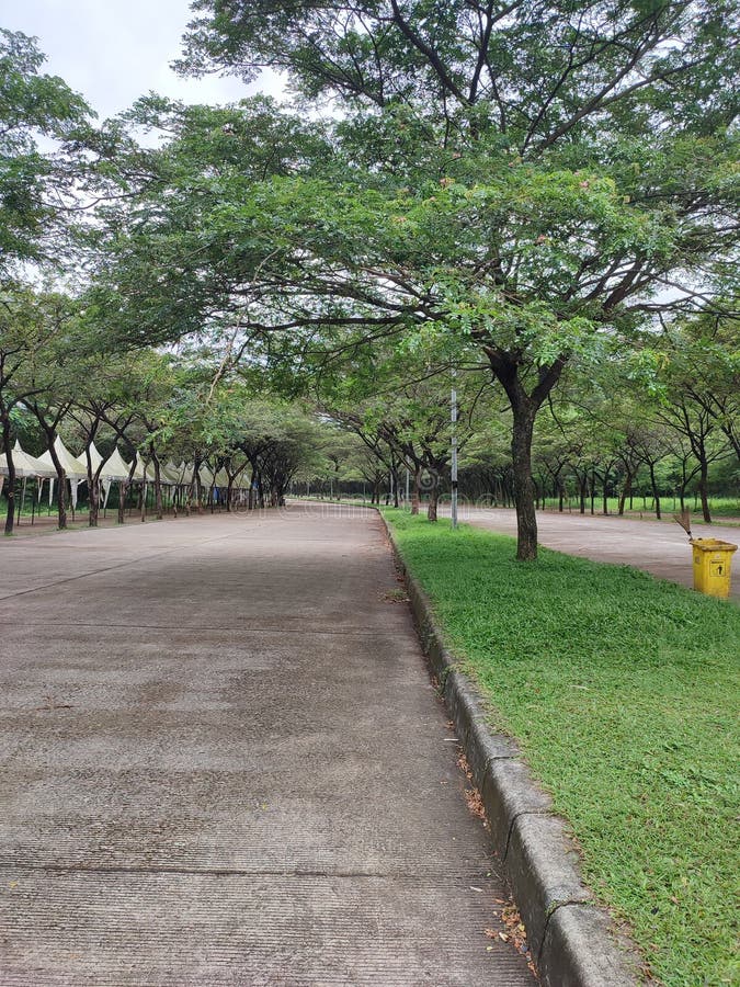 A memory lane stock image. Image of backyard, garden - 268308795