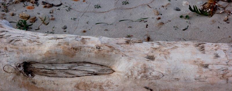 Memory of a tree stock photo. Image of stripped, trunk - 103172388