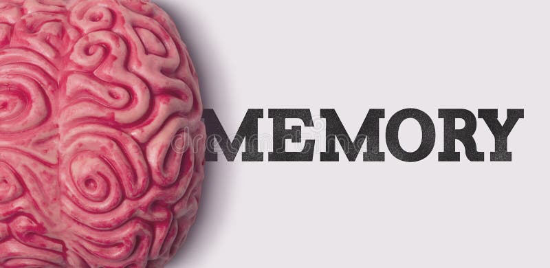 Memory Word Next To a Human Brain Model Stock Image - Image of think ...