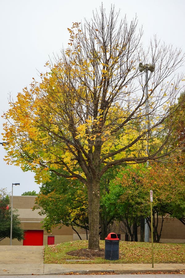 Memphis fall stock photo. Image of chili, injury, care - 62616212