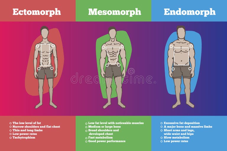 Men body somatotypes stock vector. Illustration of bodyweight - 69086421
