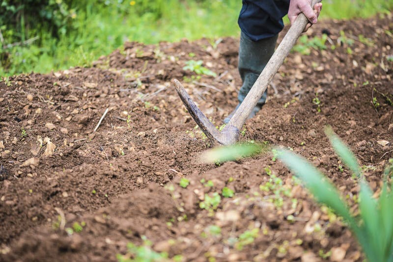 Men Digging the Ground with Pickaxe Stock Photo - Image of boots ...