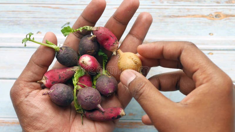 Men Hand Pick Fresh Red Radish Bundle Stock Video - Video of ingredient ...