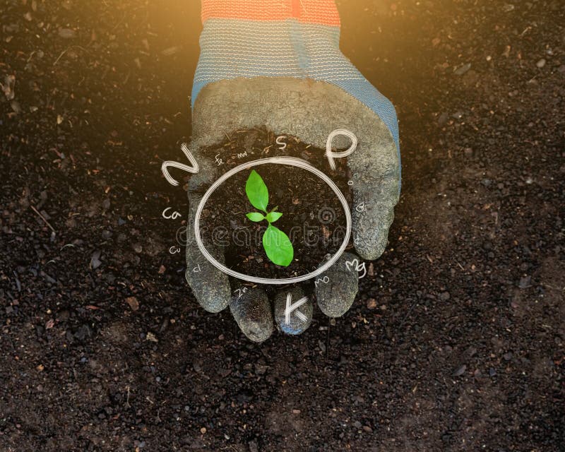 Men Hands Protect Young Plants by Rich Soil with All the Elements ...