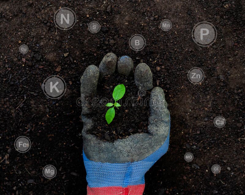 Hands Protect Young Plants by Rich Soil with All the Elements Needed To ...