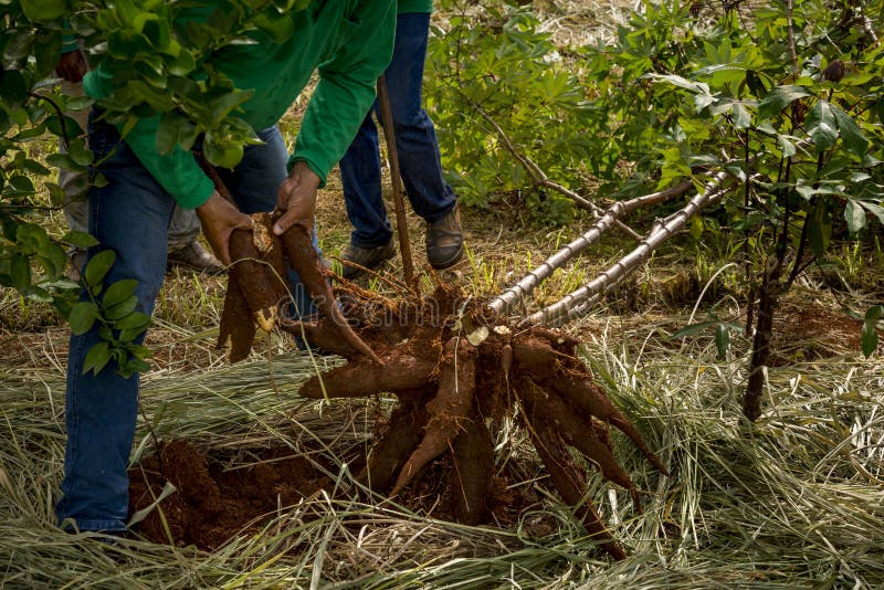 Men Harvesting Manioc, Removing the Root from the Ground, Growing ...
