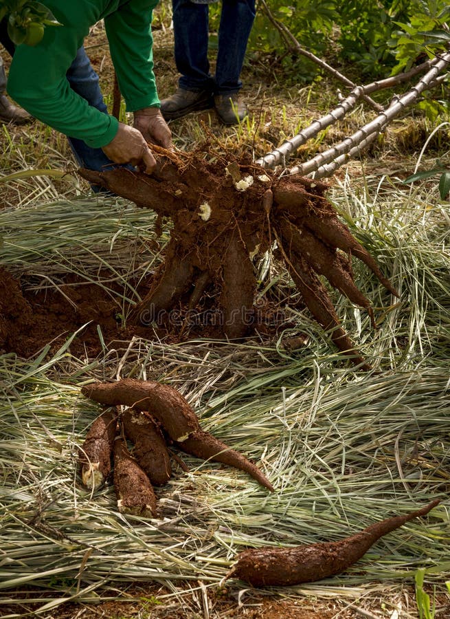 Men Harvesting Manioc, Removing the Root from the Ground, Growing ...