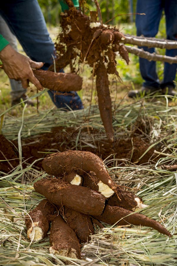 Men Harvesting Manioc, Removing the Root from the Ground, Growing ...
