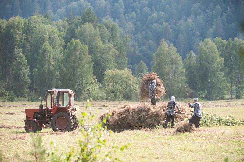 Men haymaking editorial stock image. Image of forest - 53821739