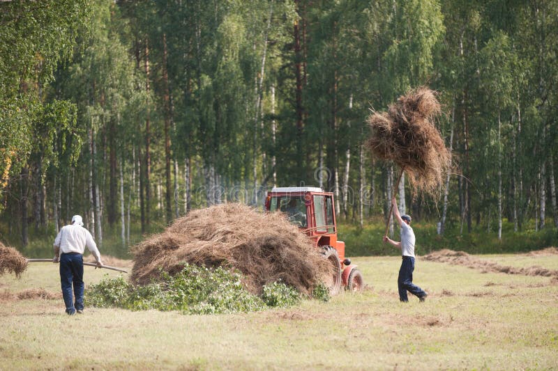 Men haymaking editorial image. Image of scenery, tractor - 53821740