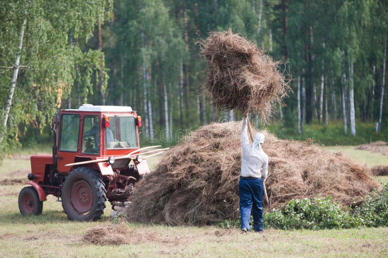 Men haymaking editorial photo. Image of haymaking, tractor - 53821751