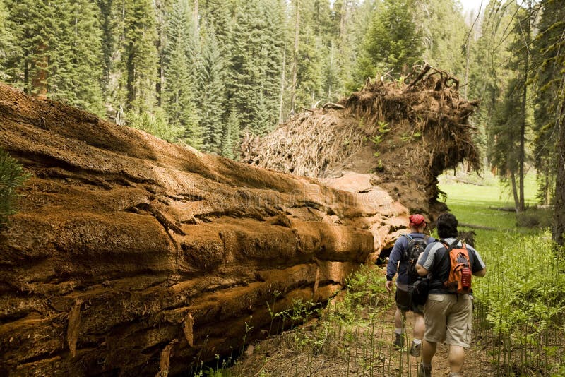 Men Hiking Along Fallen Redwood Tree Stock Photo - Image of bark ...