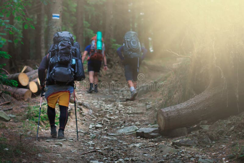 Men with Hiking Equipment Walking in Mouton Forest Stock Image - Image ...