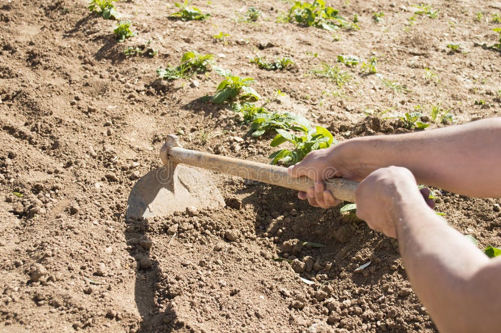 Men with a Hoe in His Garden Stock Photo - Image of leaf, formal: 30425650