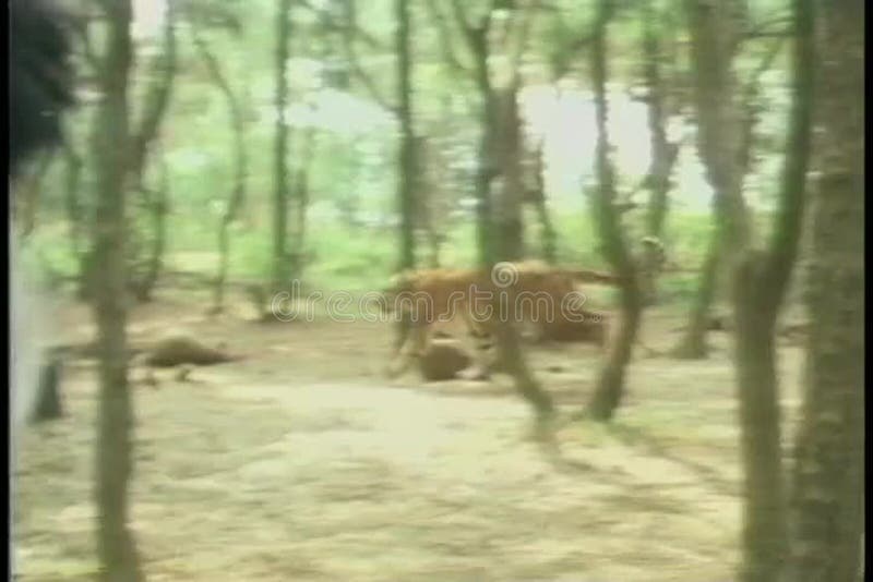 Men Hunting Tiger in Forest Stock Footage - Video of small, forest ...