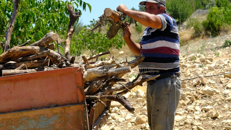 Men Loading Wood into Chest Stock Footage - Video of lumberjack ...