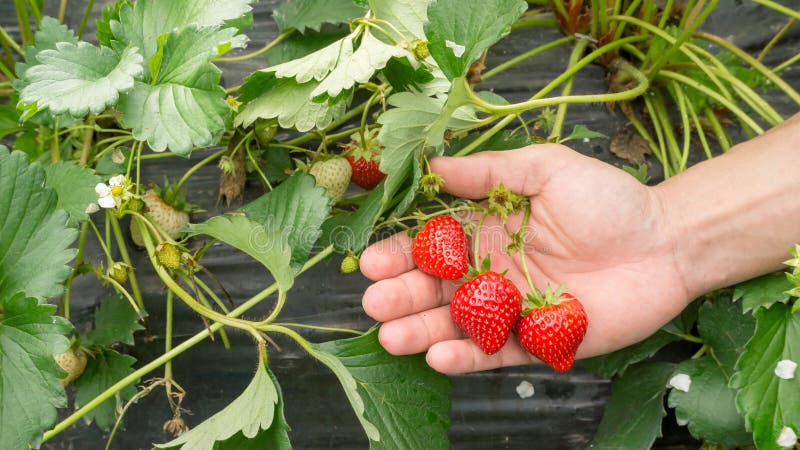 Men Pick a Red Strawberry Fruit Stock Photo - Image of delicious, fruit ...