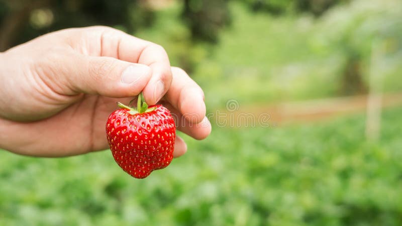 Men Pick a Red Strawberry Fruit Stock Image - Image of organic, hand ...
