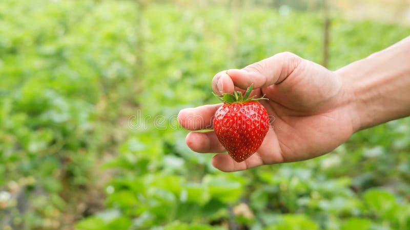 Men Pick a Red Strawberry Fruit Stock Photo - Image of food, harvest ...