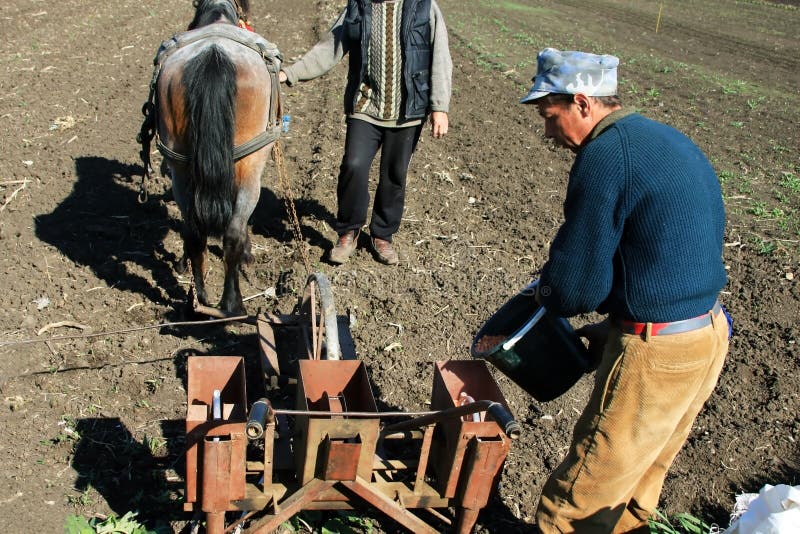 Men Preparing To Plant Some Corn Stock Image - Image of grass, head ...