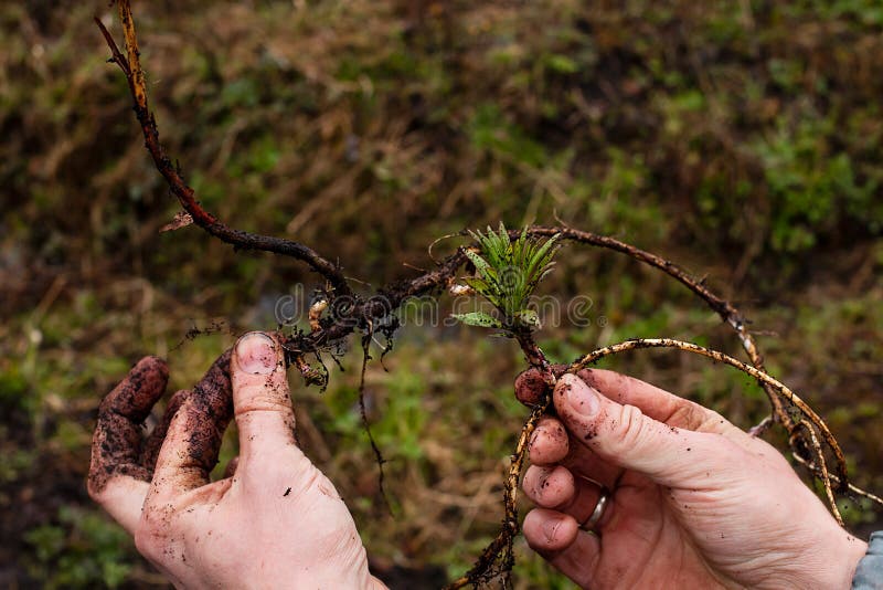 Men& X27;s Hands Hold the Long Root of Young Fireweed Stock Image ...